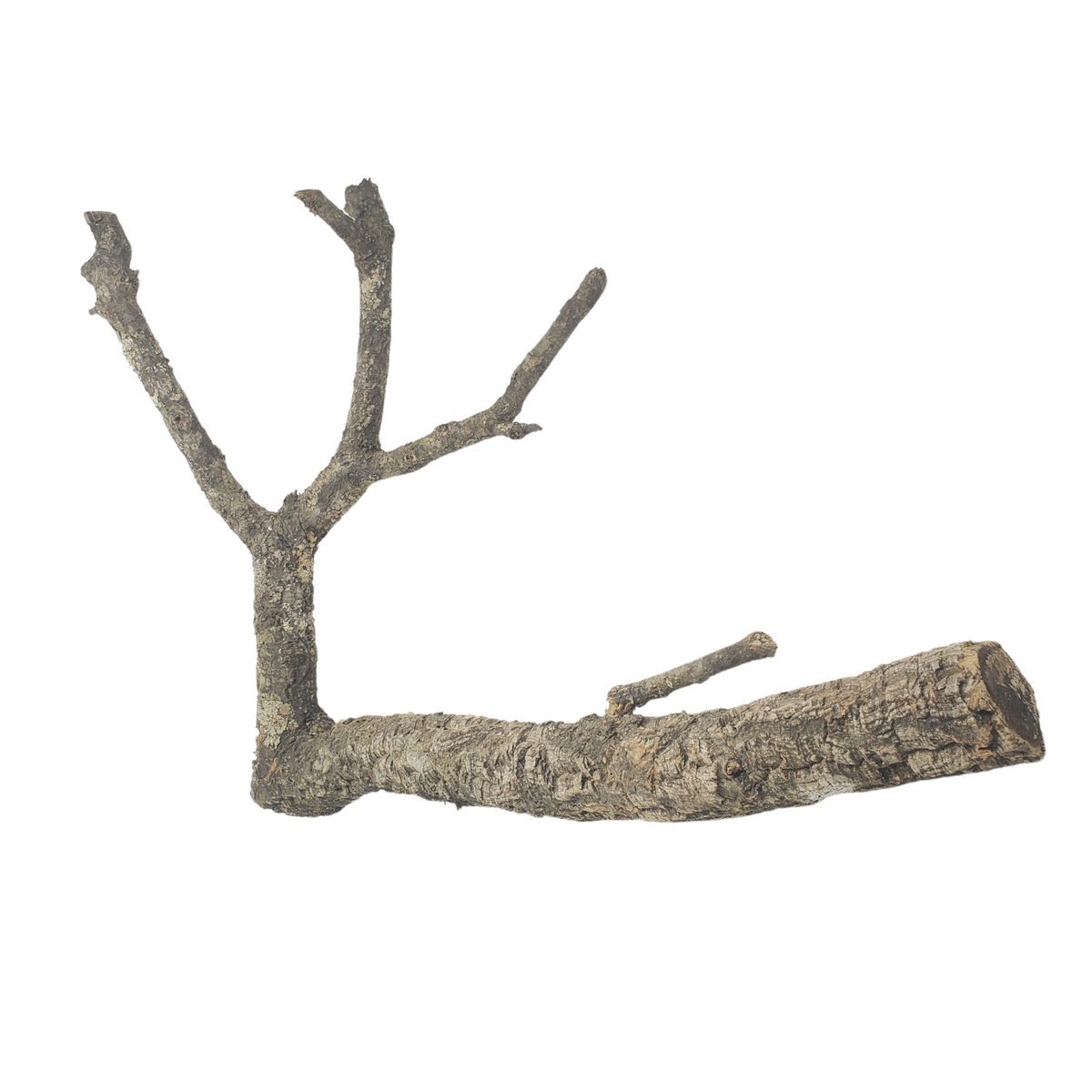 Cork Bark | One Bioactive Terrarium & Aquarium Supplies