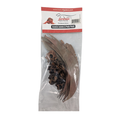 The Ultimate Guide to Building a Bioactive Terrarium | One Bioactive