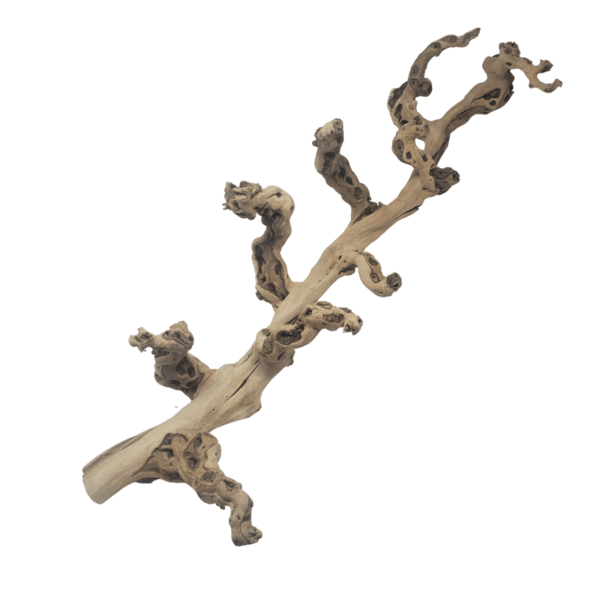 Sandblasted Grapewood | One Bioactive Terrarium & Aquarium Supply Experts