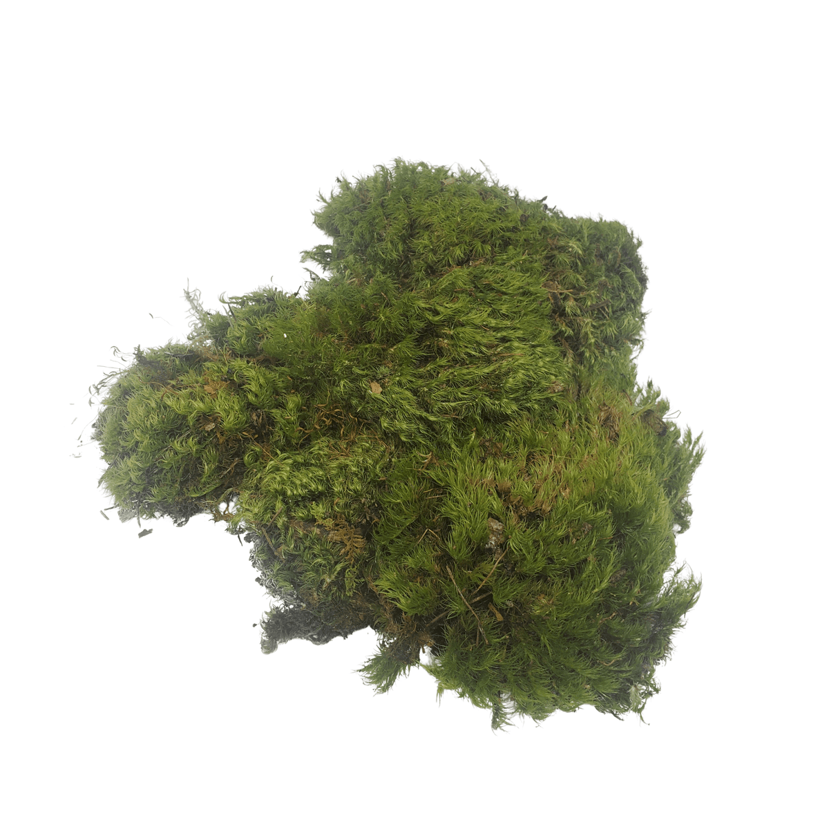 Fresh Frog Moss | One Bioactive Terrarium & Aquarium Supply Experts